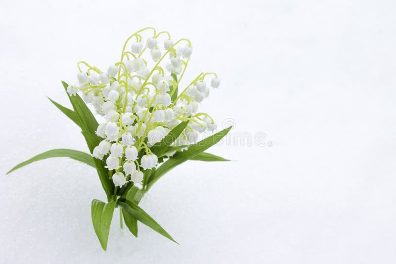 Lilies of Valley in Snow, Close-up Stock Image - Image of nature ...