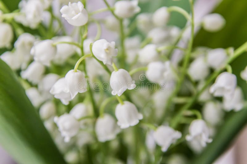 Lilies of the Valley in Spring. Beautiful Bouquet of Flowers May Stock ...