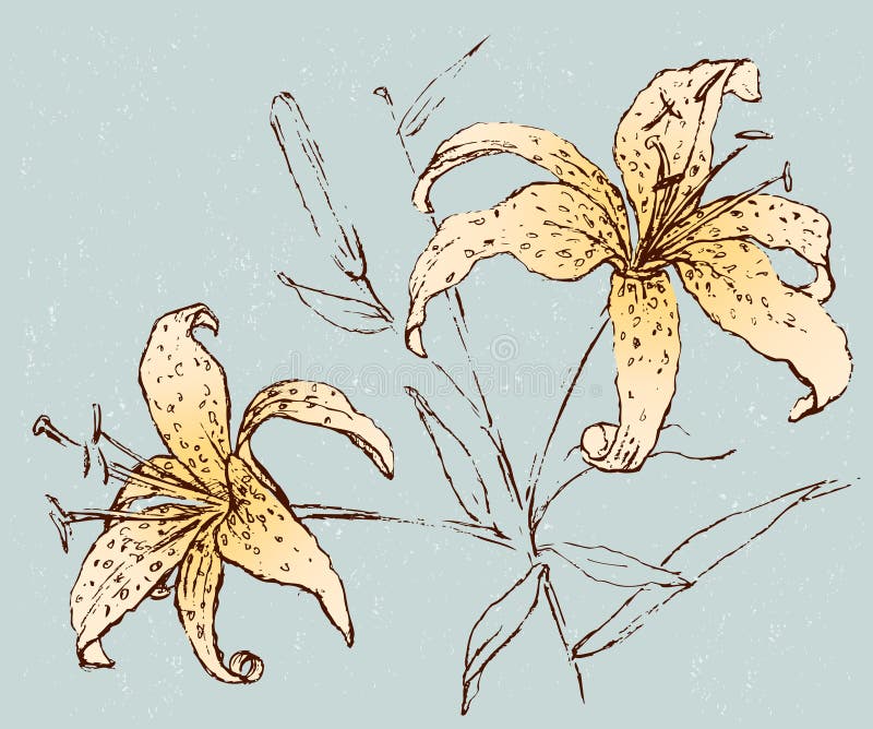 Lilies stock vector. Illustration of beauty, plant, lilies - 46319754