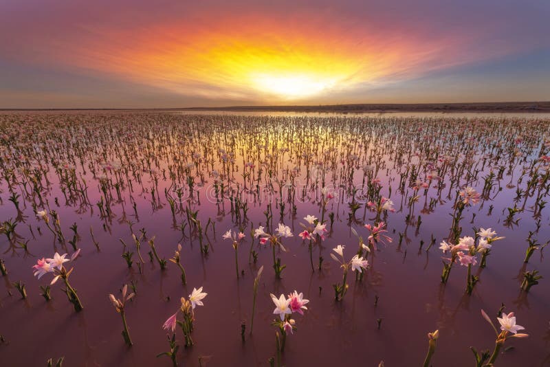 Lilies in the Water on Lily Pan on Sandhof Farm Stock Image - Image of ...