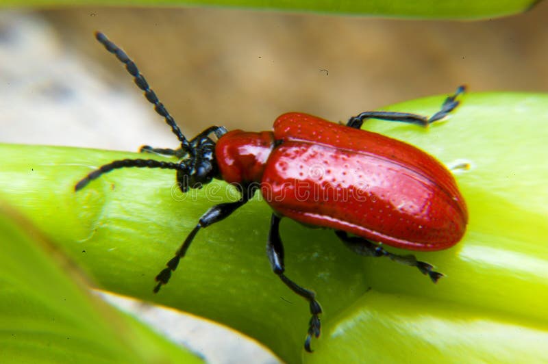 Lilioceris Lilii (Lilly Beetle Stock Image - Image of horticulture ...