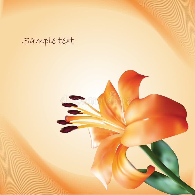 Lilium stock vector. Illustration of blossom, lilium - 22296374