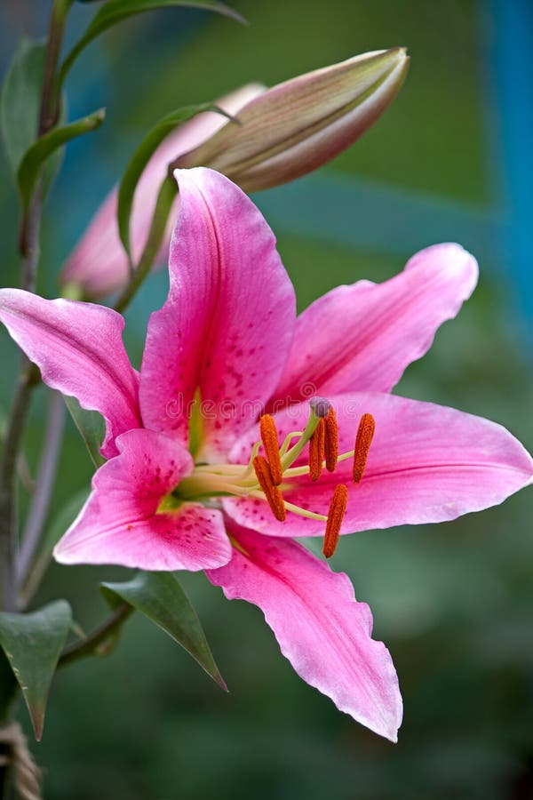 Lilium stock photo. Image of bloom, summer, beauty, close - 24102462
