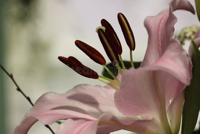 Lilium stock photo. Image of green, pink, liliaceae, yellow - 40789878