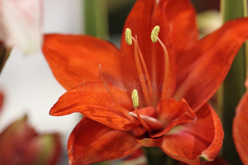Lilium stock image. Image of spring, green, petal, peach - 40789967