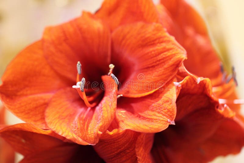 Lilium stock image. Image of beautiful, flower, plant - 40790377