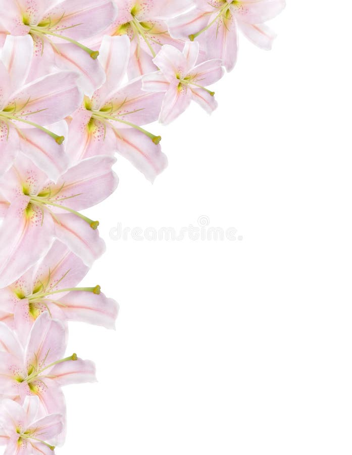Lilium border stock image. Image of floral, card, lilium - 8461481