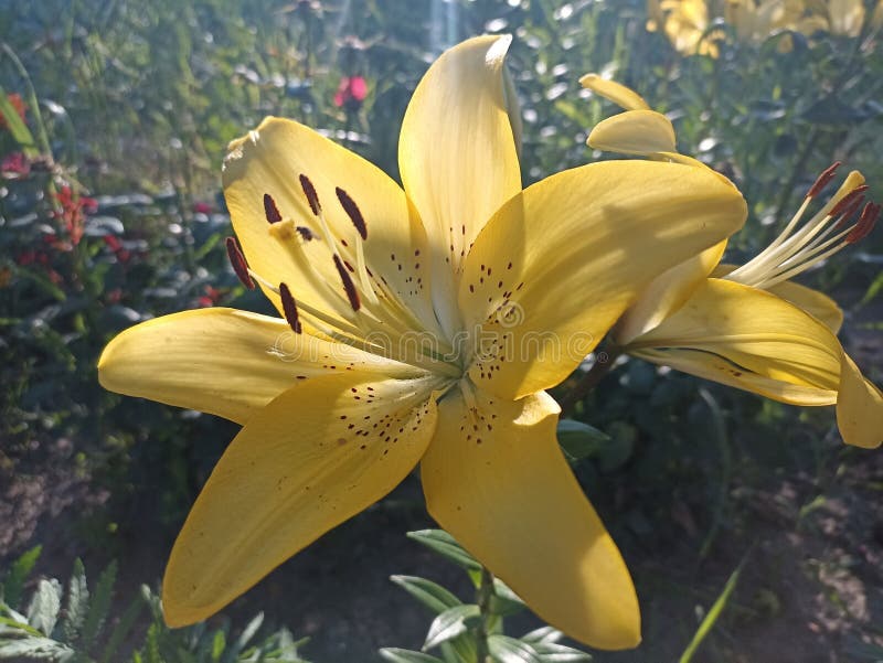 Lilium Brownii is a Species of Lily. Yellow Lily Stock Image - Image of ...