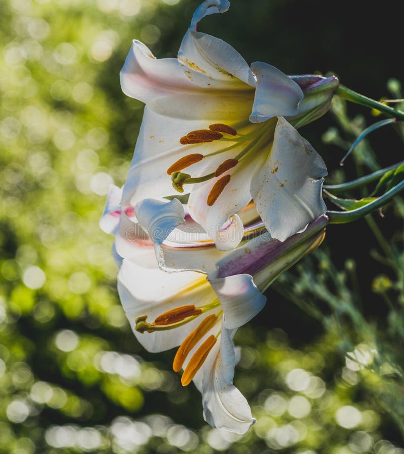 Lilium X Centigale, Lilium Members of Which are True Lilies Stock Photo ...