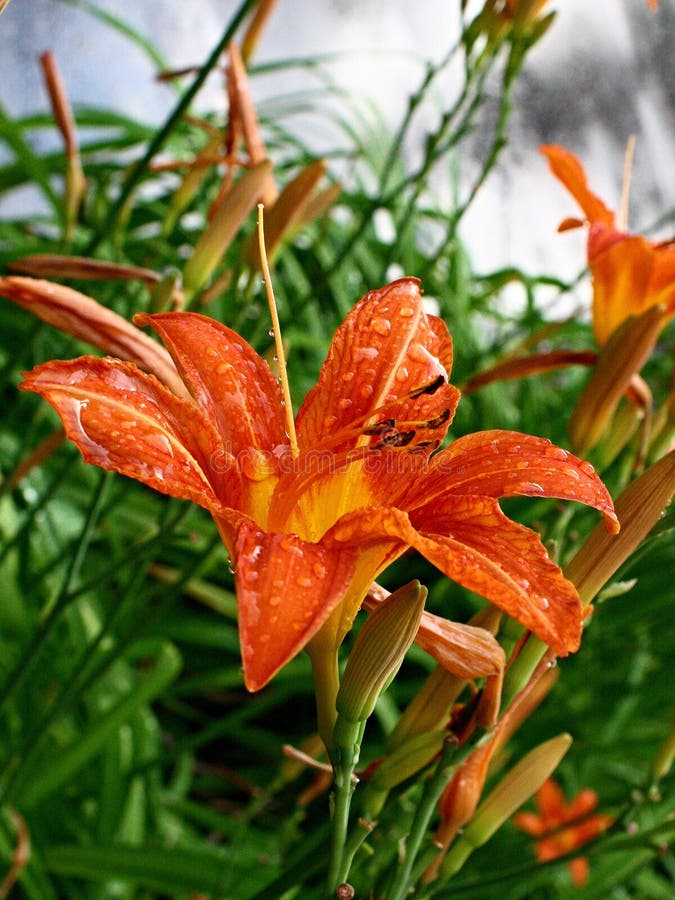 Lilium flower stock photo. Image of spring, green, rose - 51611366