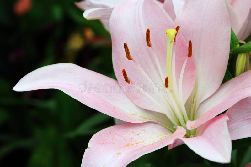 Lilium Lexington 1 stock image. Image of environment - 73120333