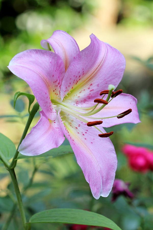Lilium stock image. Image of floral, detail, blossom - 34687527