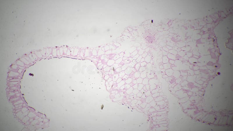 Lilium Matuer Anther In Transversal Section Under Microscope 40x On Bright Field Stock Footage