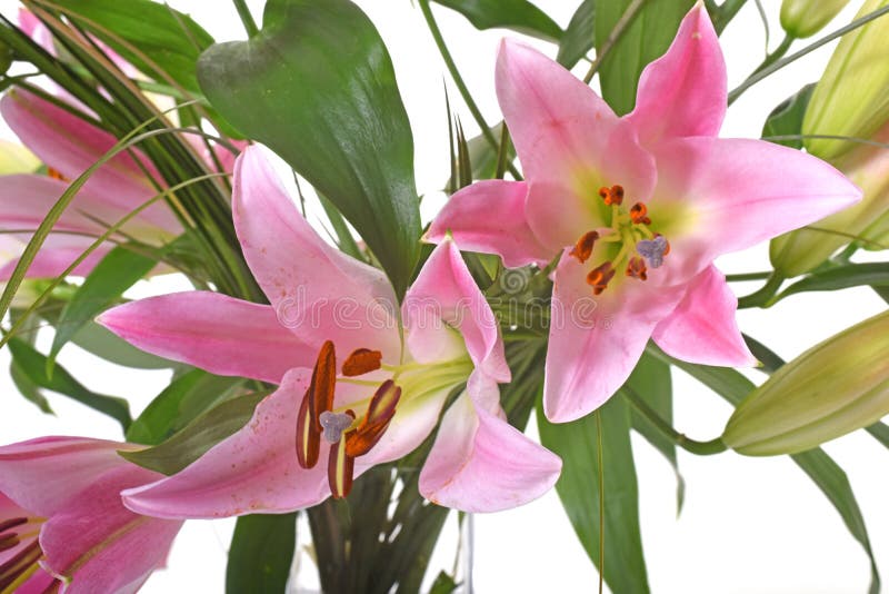 Primer Rosado De La Flor Del Lilium Foto de archivo - Imagen de hoja ...