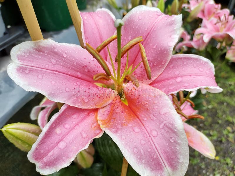 Lilium Star Gazer stock image. Image of petal, plant - 297910239