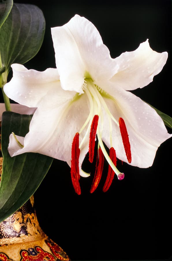Lilium, the Stargazer lily stock image. Image of studio - 75903695
