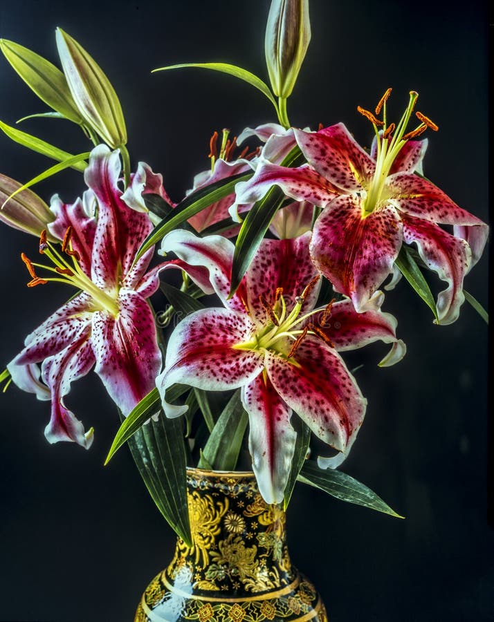 Pink Stargazer Lily (Lilium Stargazer) Arrangement Stock Photo - Image ...