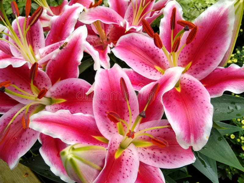 Lilium `Starlight Express` stock photo. Image of bloom - 195342564