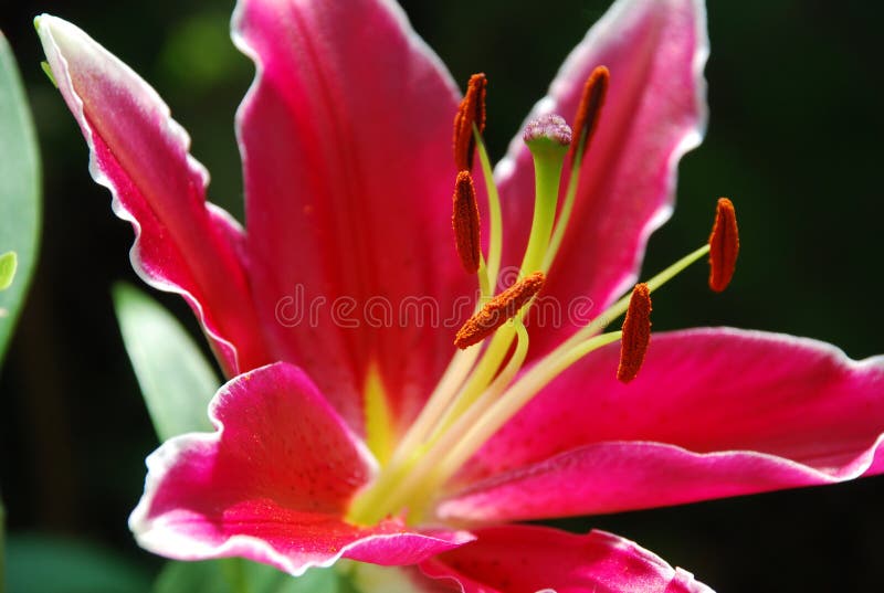 Liliya stock image. Image of pink, beatiful, flowers, garden - 7696827