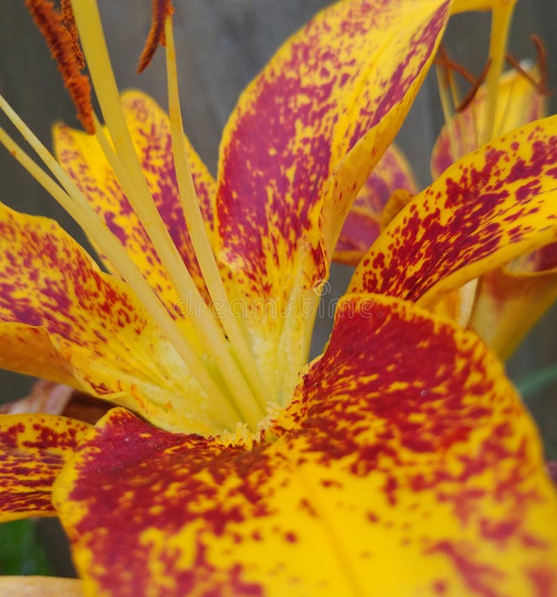 Lilja arkivfoto. Bild av rött, härlig, lilja, orange - 114898636