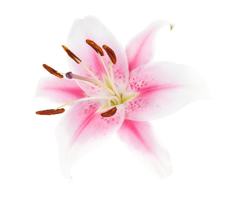 Lilja fotografering för bildbyråer. Bild av detalj, bakgrund - 15170527