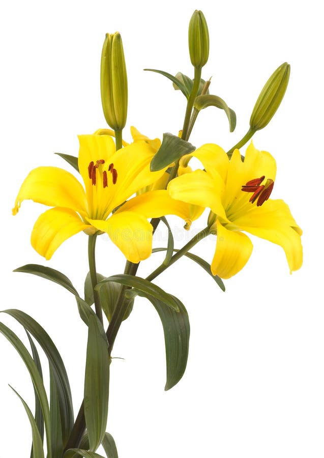 Lilja fotografering för bildbyråer. Bild av underlig, broisk - 757421
