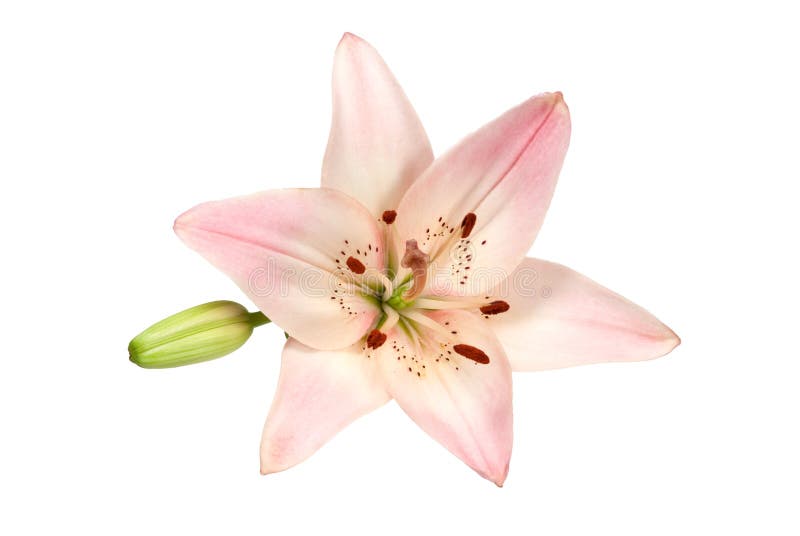 Rosa lilja fotografering för bildbyråer. Bild av grön - 91346679
