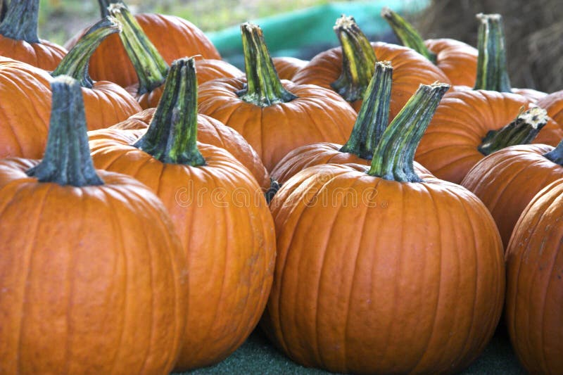 Lilla pumpor fotografering för bildbyråer. Bild av marknad - 251099