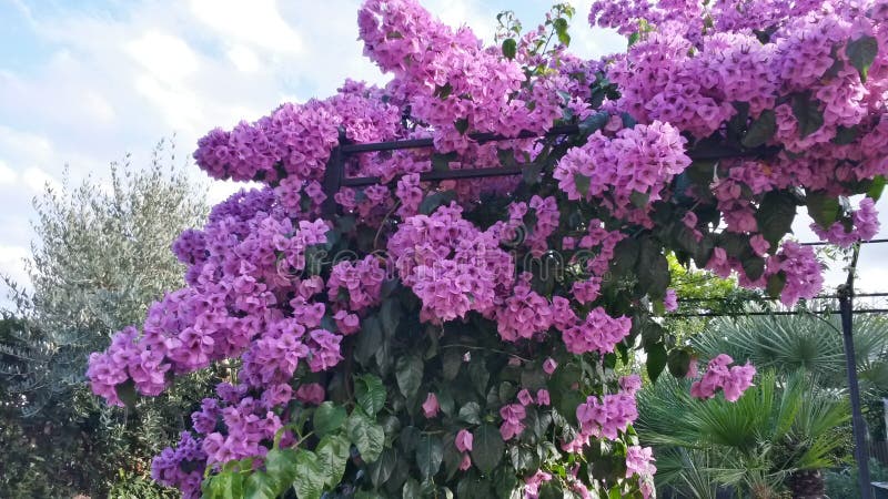 Lilla stock image. Image of outdoors, bloom, purple, season - 69978329