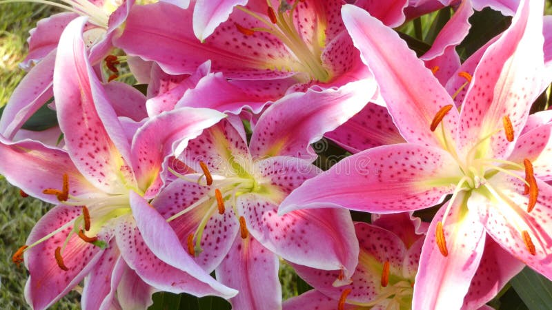 Lillies on the Lawn a Beautiful Spring Day 7 Stock Photo - Image of ...