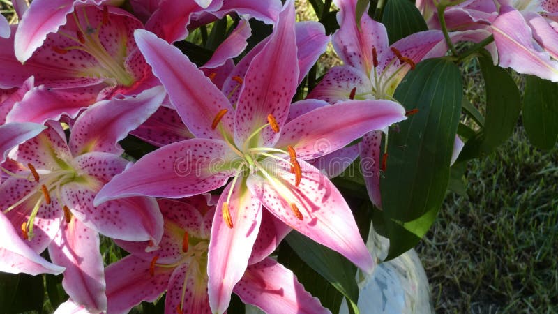 Lillies on the Lawn a Beautiful Spring Day 5 Stock Photo - Image of ...