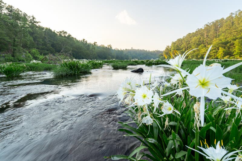 Lillies on the River 04 stock photo. Image of green - 154651754