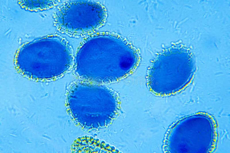 Lillium Anther Under Optical Microscope Stock Image - Image of science ...