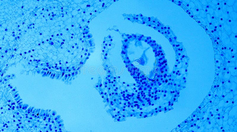 Lillium 0vary stock photo. Image of wallpaper, microscopic - 325817756