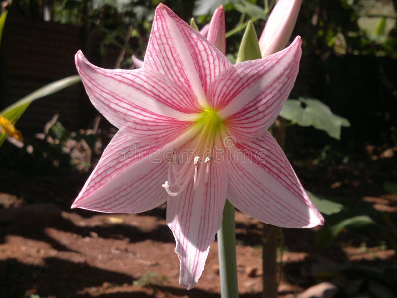 Lilly imagen de archivo. Imagen de asoleado, lilo, flor - 113735207