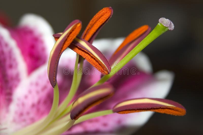 Lilly stock photo. Image of flower, piston, artistic, color - 244694