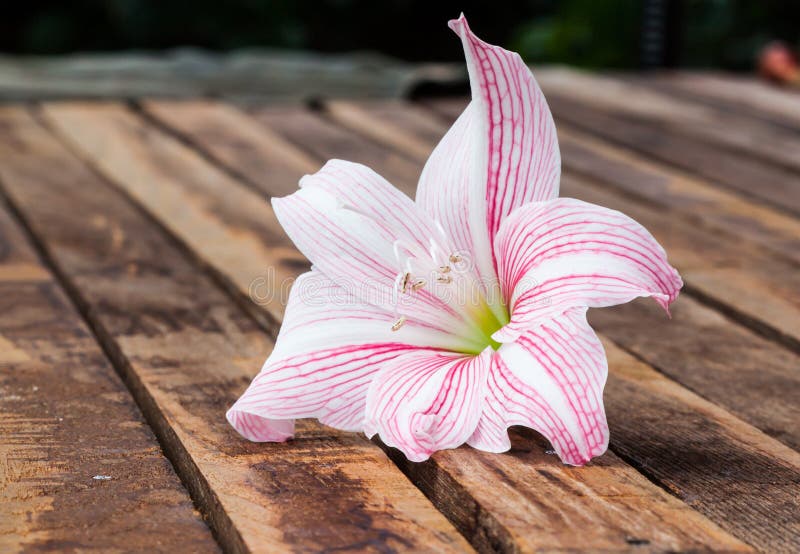 Lilly stock image. Image of bloom, fragrant, nature, elegant - 26557495
