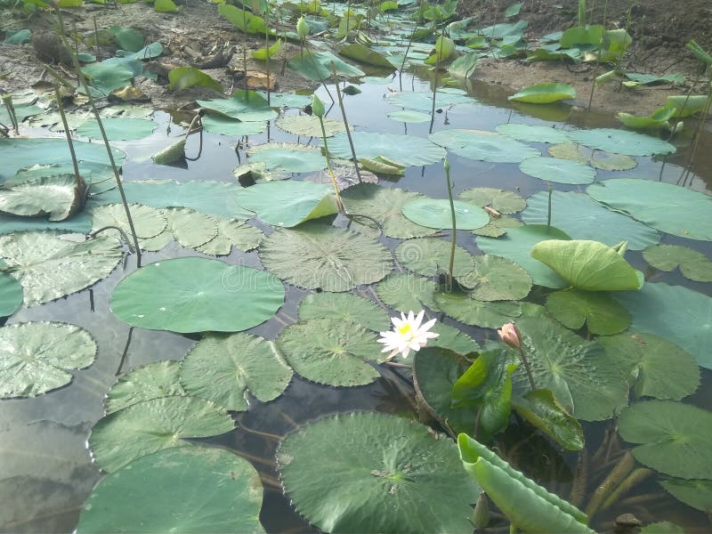 The Lilly stock photo. Image of beautiful, lilly, nature - 122119490
