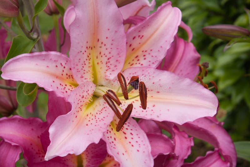 Lilly stock image. Image of vibrant, bloom, decorative - 88146583