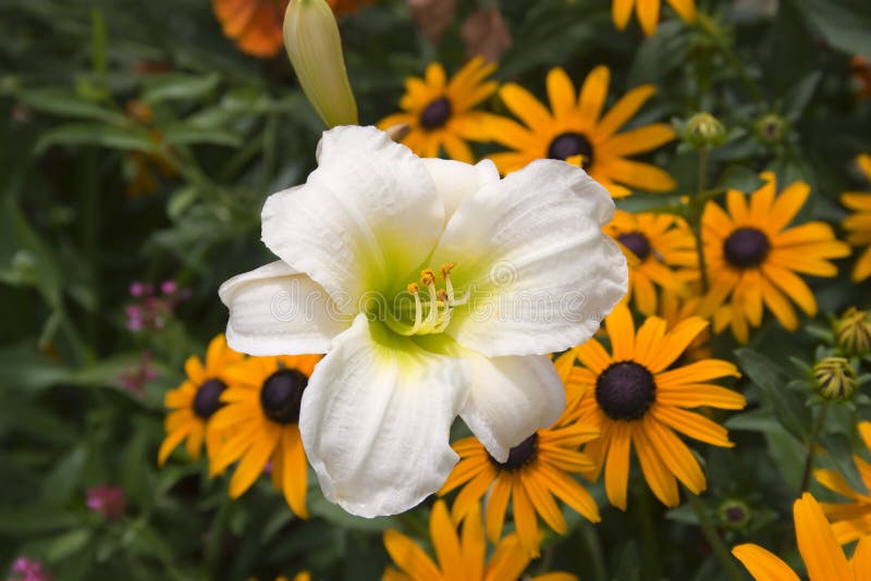 Lilly Beautiful Yellow Flower Stock Image - Image of beautiful, life ...