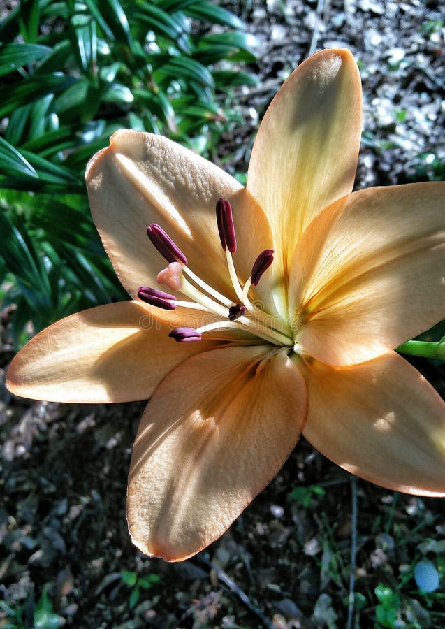 Lilly stock photo. Image of bloom, grow, lilly, flower - 72231028