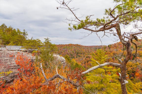 Lilly Bluff Overlook En Obed Foto de archivo - Imagen de estacional ...
