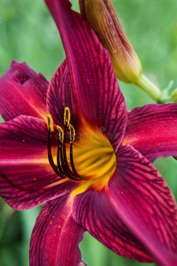 Lilly stock image. Image of lilly, macro, green, summer - 73769037