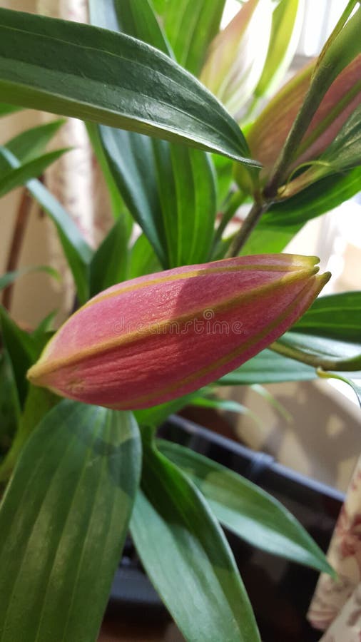 Lilly Bud stock image. Image of gardeners, borders, lilly - 79165315