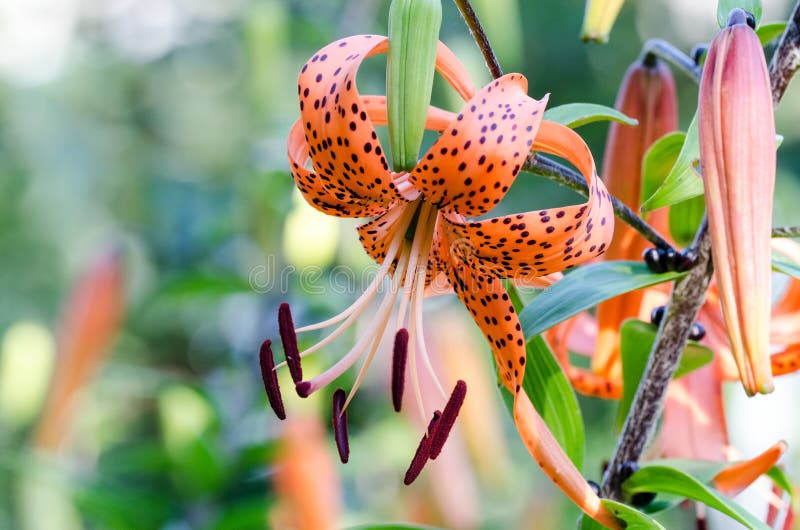 Lilly stock photo. Image of decorative, bloom, beautiful - 69792582