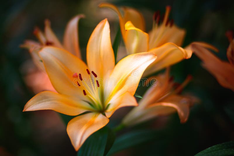 Lilly stock image. Image of garden, lilly, nature, bloom - 86645797