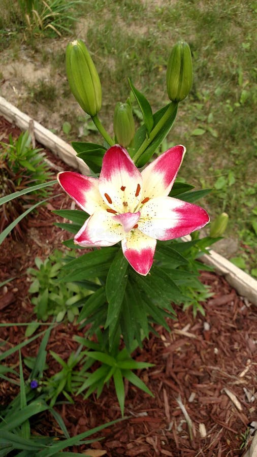 Lilly collection 3 stock image. Image of love, lillies - 92918097