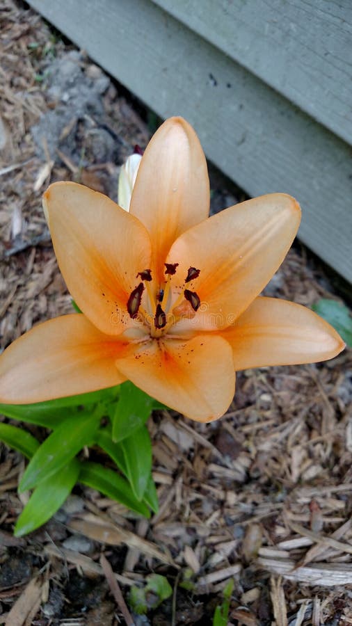 Lilly collection 7 stock image. Image of love, garden - 92918467