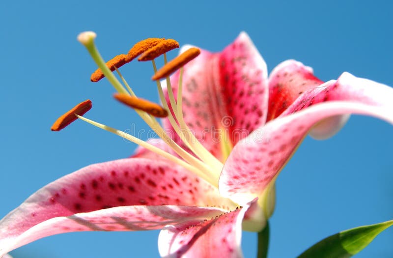 Lilly cor-de-rosa 3 imagem de stock. Imagem de bonito, campos - 579391