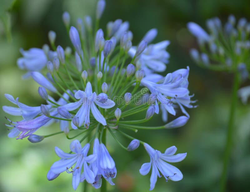 Lirio del Nilo imagen de archivo. Imagen de nilo, resorte - 31281295